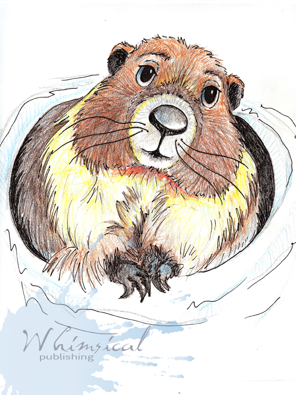 Marmot Sketch_small – Whimsical Publishing & Illustration